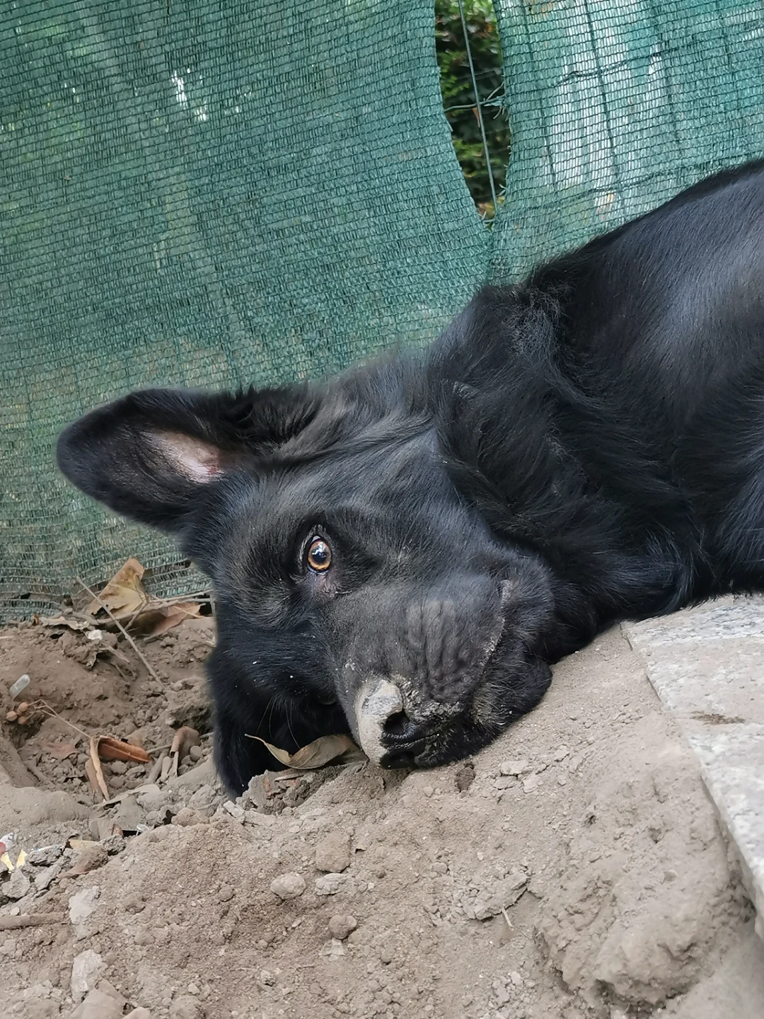 Digging? Me? I'm just napping! | Scrolller