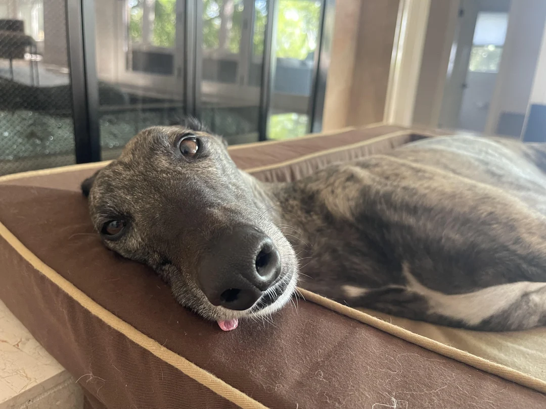 A Very Lazy Tongues Out Tuesday Scrolller