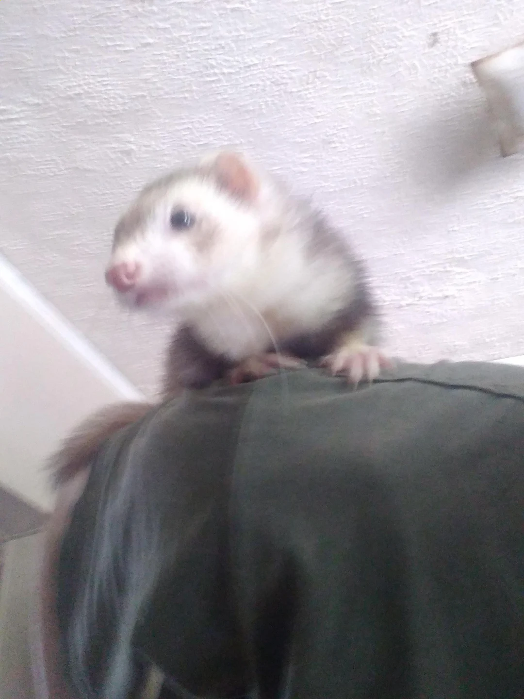 Discover more like Ferrets: I wanted to cuddle but I guess she wanted to be a parrot and Related ...