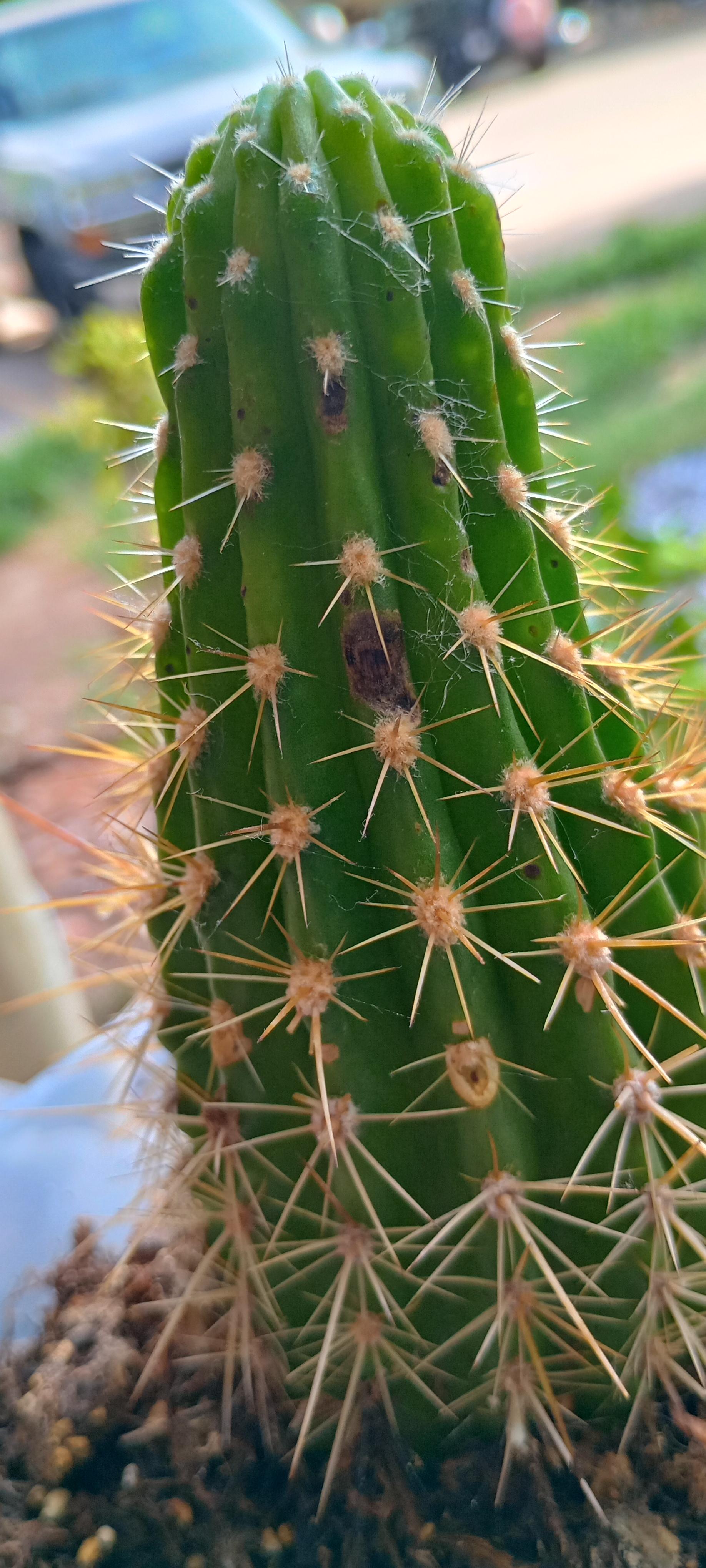 Cactus 🌵 | Scrolller