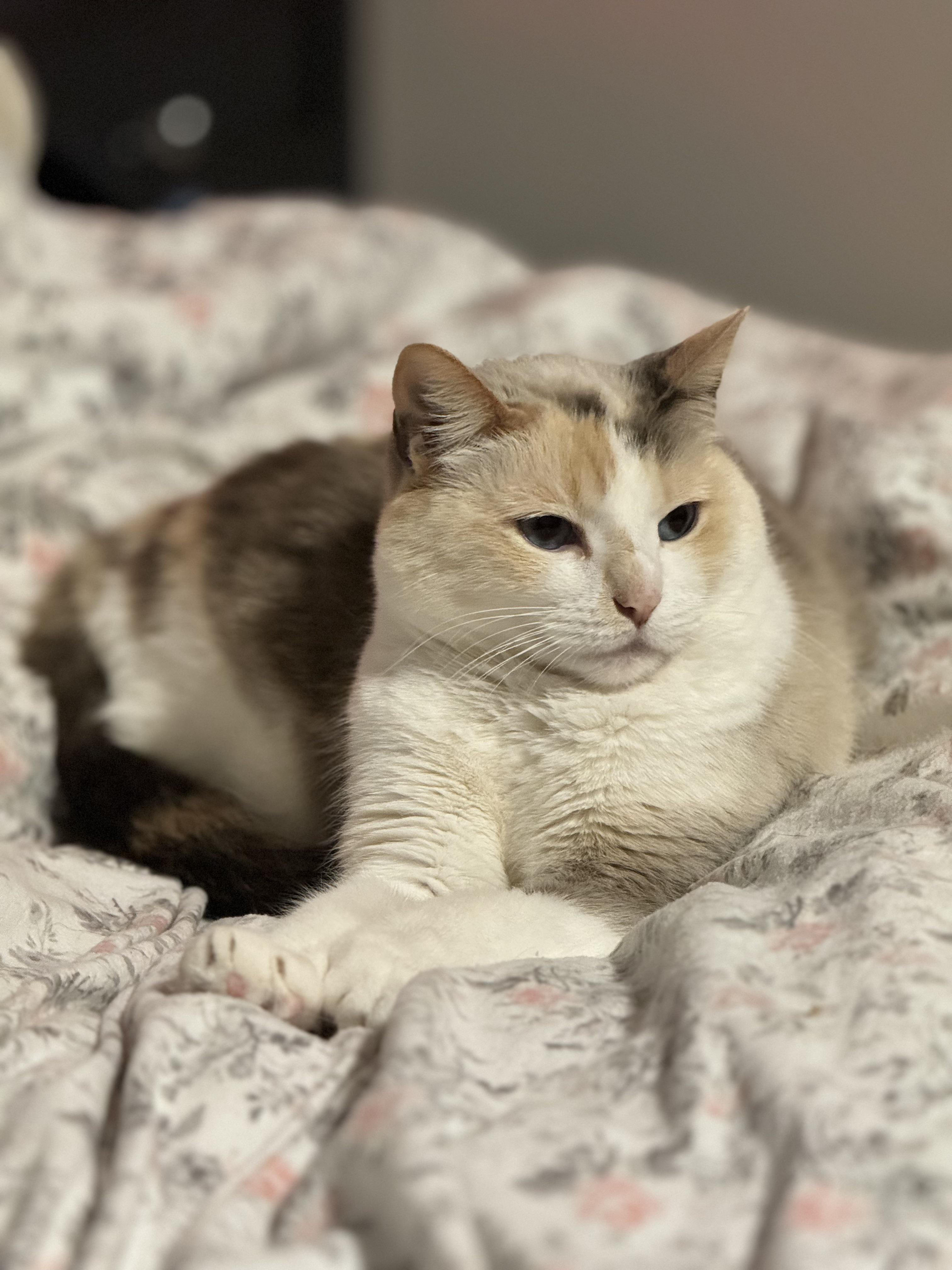 Discover more like SupermodelCats: Yes, Keo is as soft as she looks.. and Related Content ...