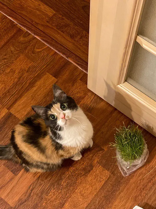 Touch the grass... | Scrolller