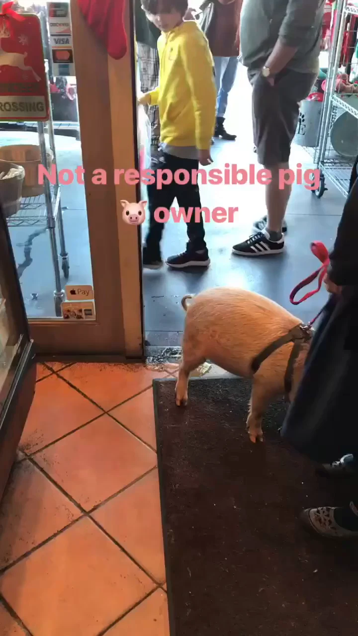 Piss pig | Scrolller