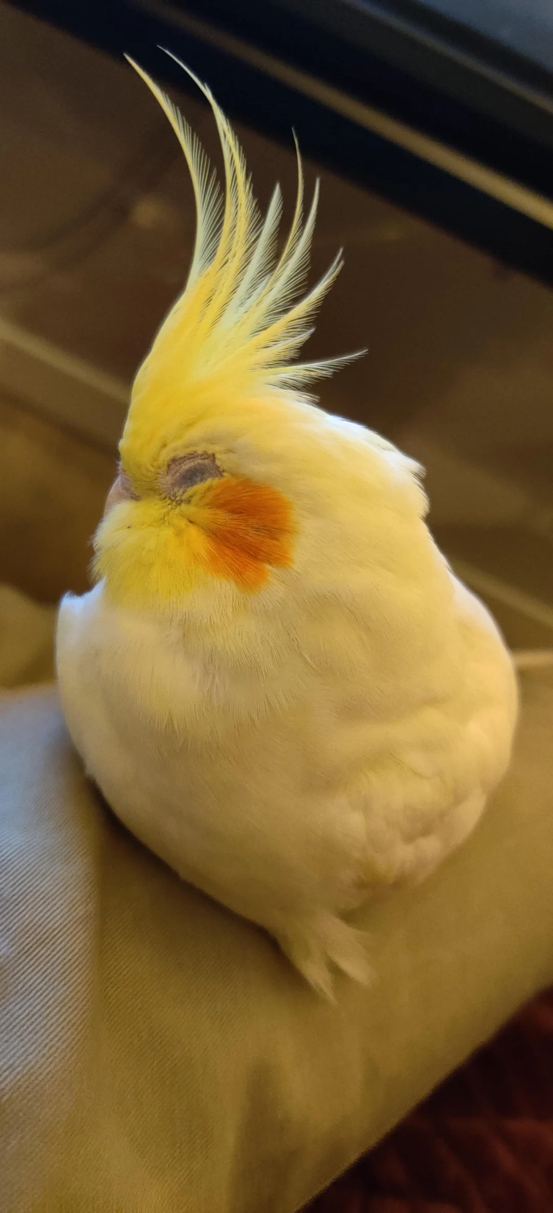 Melting borb | Scrolller