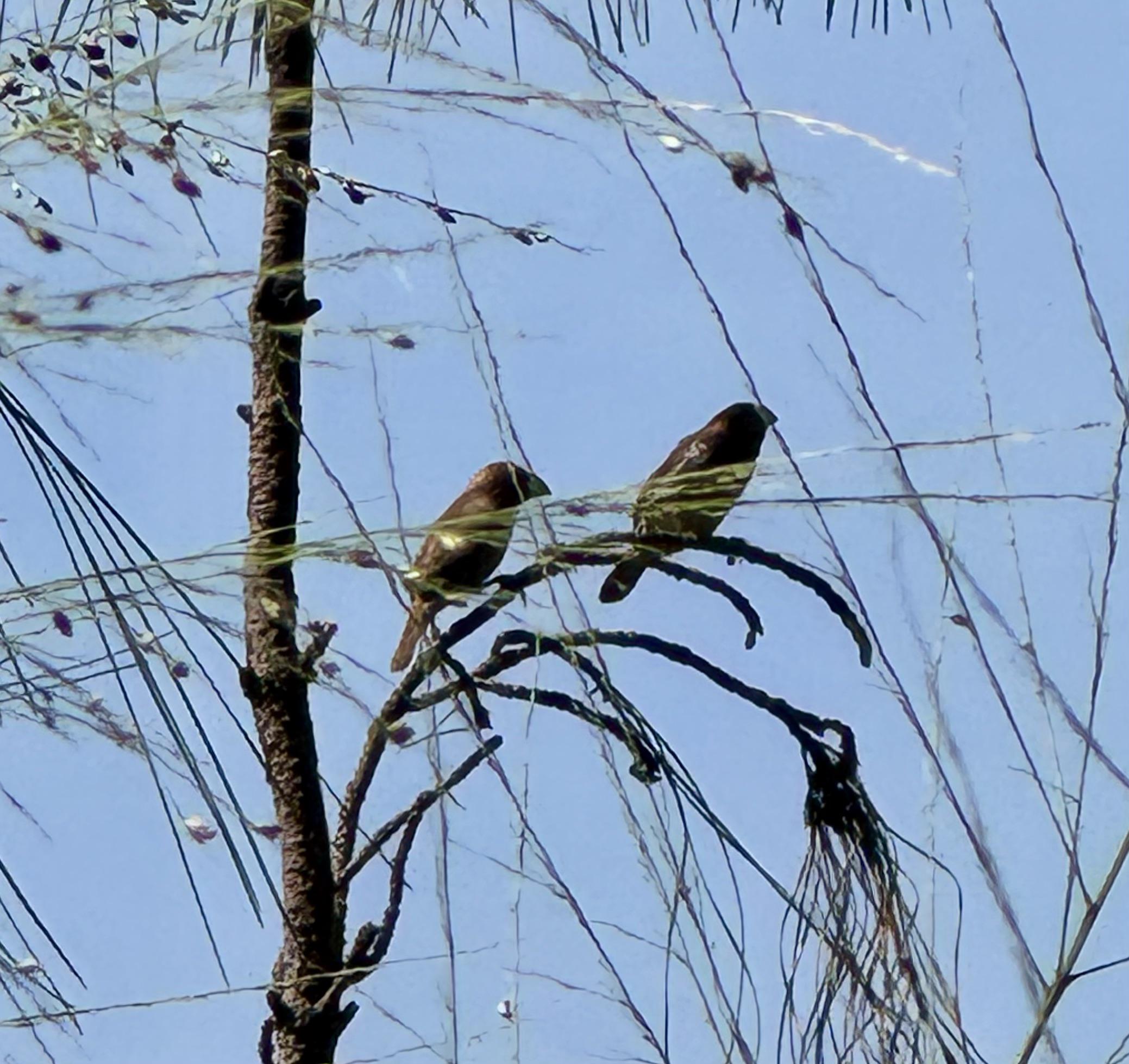 What’s this bird? | Scrolller