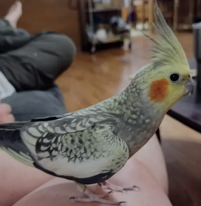 Little B debating if she can get away with biting my wife(her actual human). | Scrolller