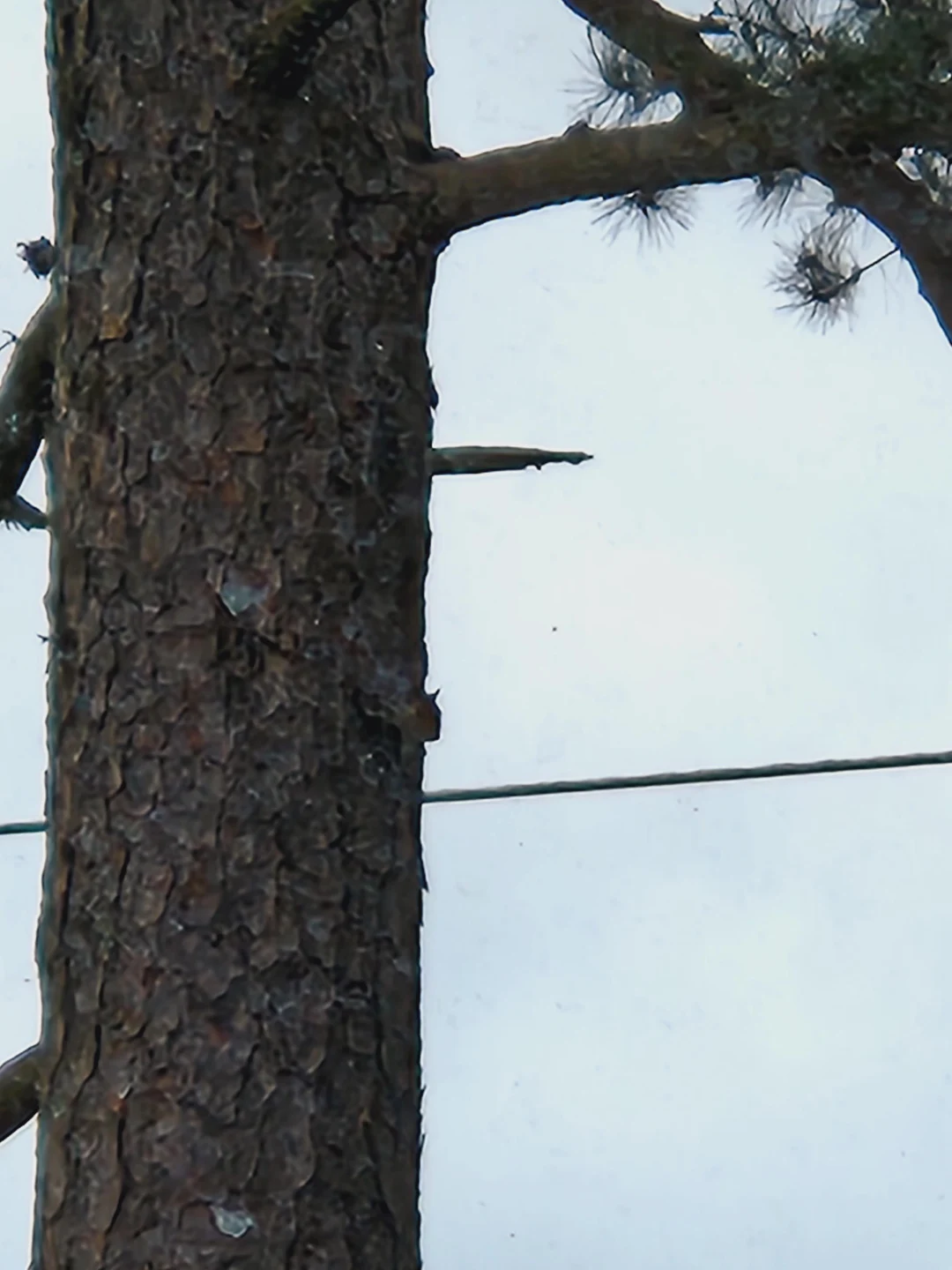 Squirrel camo is very effective | Scrolller