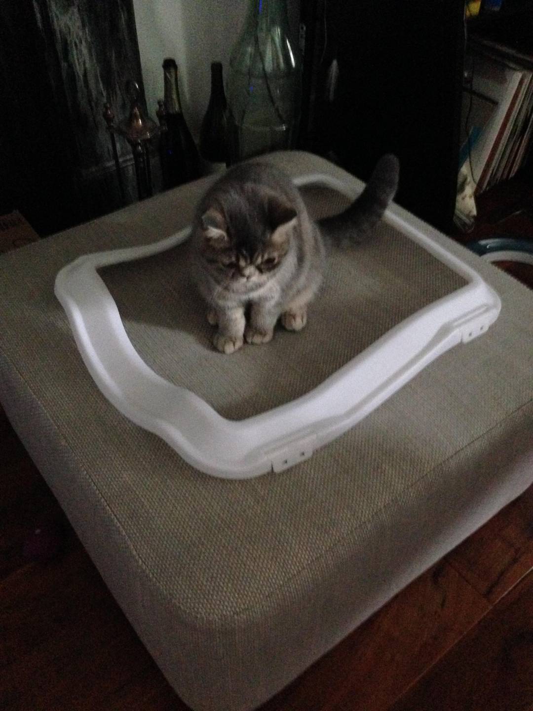 My cat sitting in a thing that resembles a circle | Scrolller