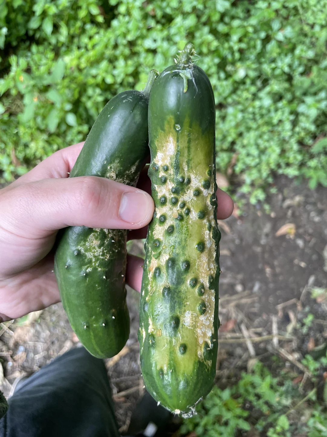 Cucumber problem | Scrolller