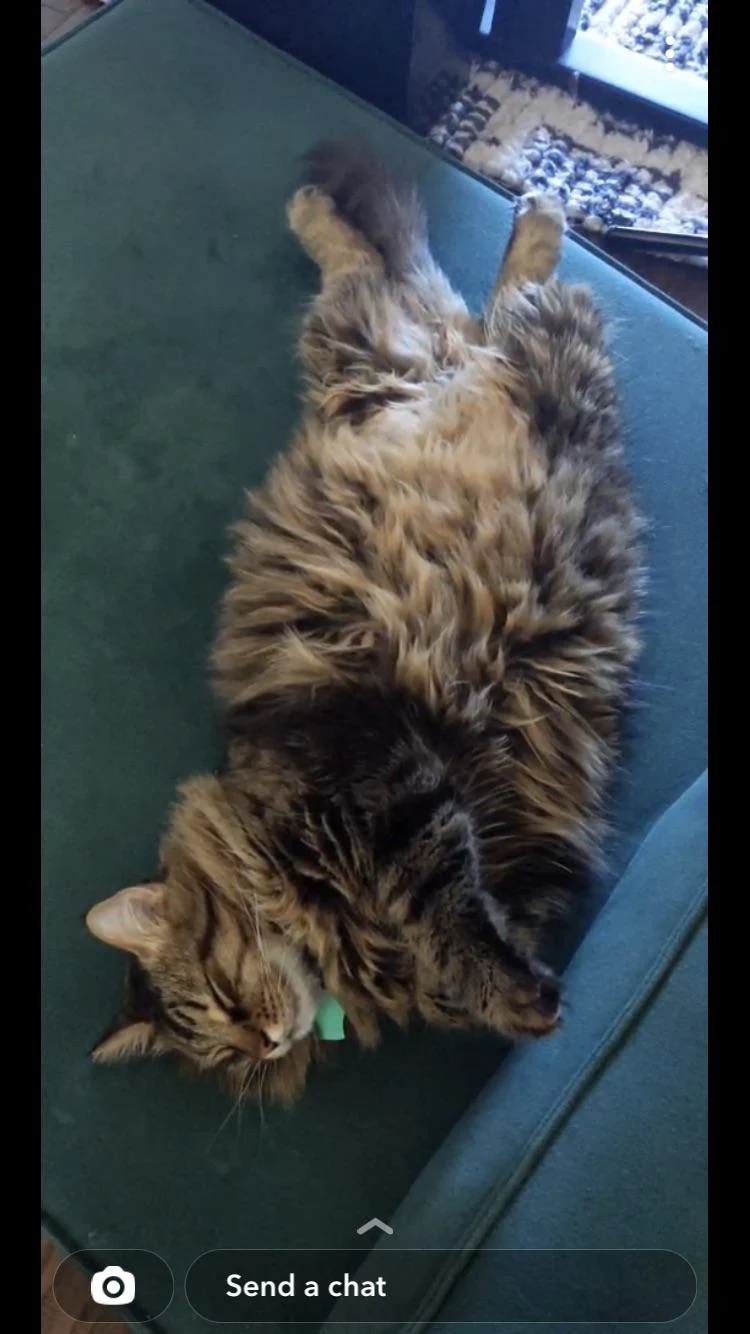 Daughter’s cat - he was a stray at university and I swear he has gotten fluffier the older he ...