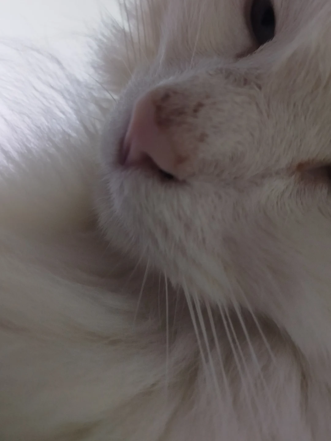 Weird spots on my kitty nose | Scrolller