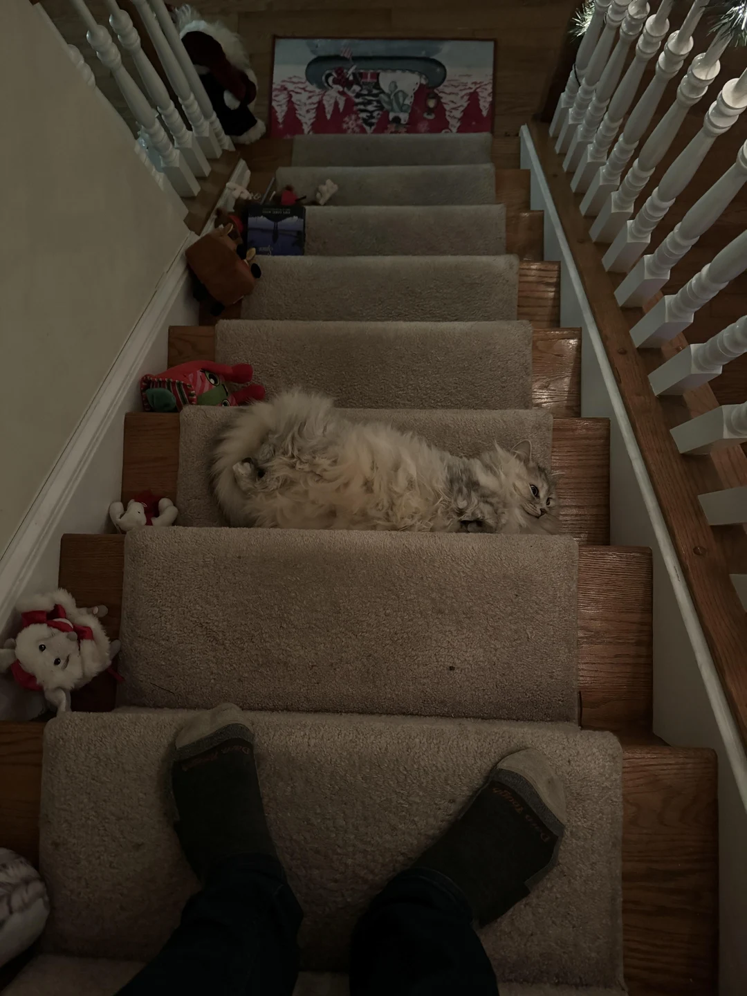 Taco aka tripping hazard | Scrolller