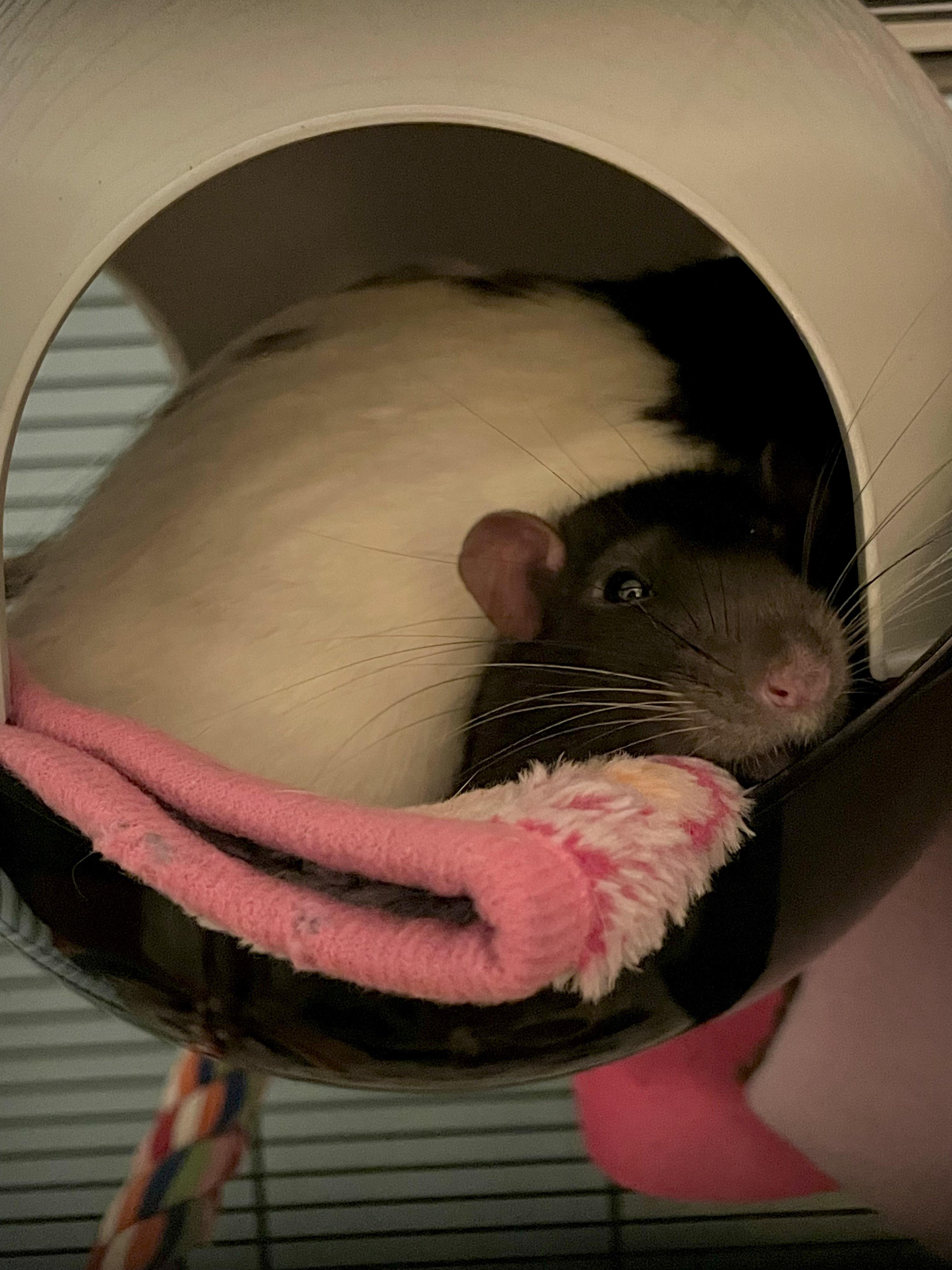 SQUASHED by his fatass brother | Scrolller