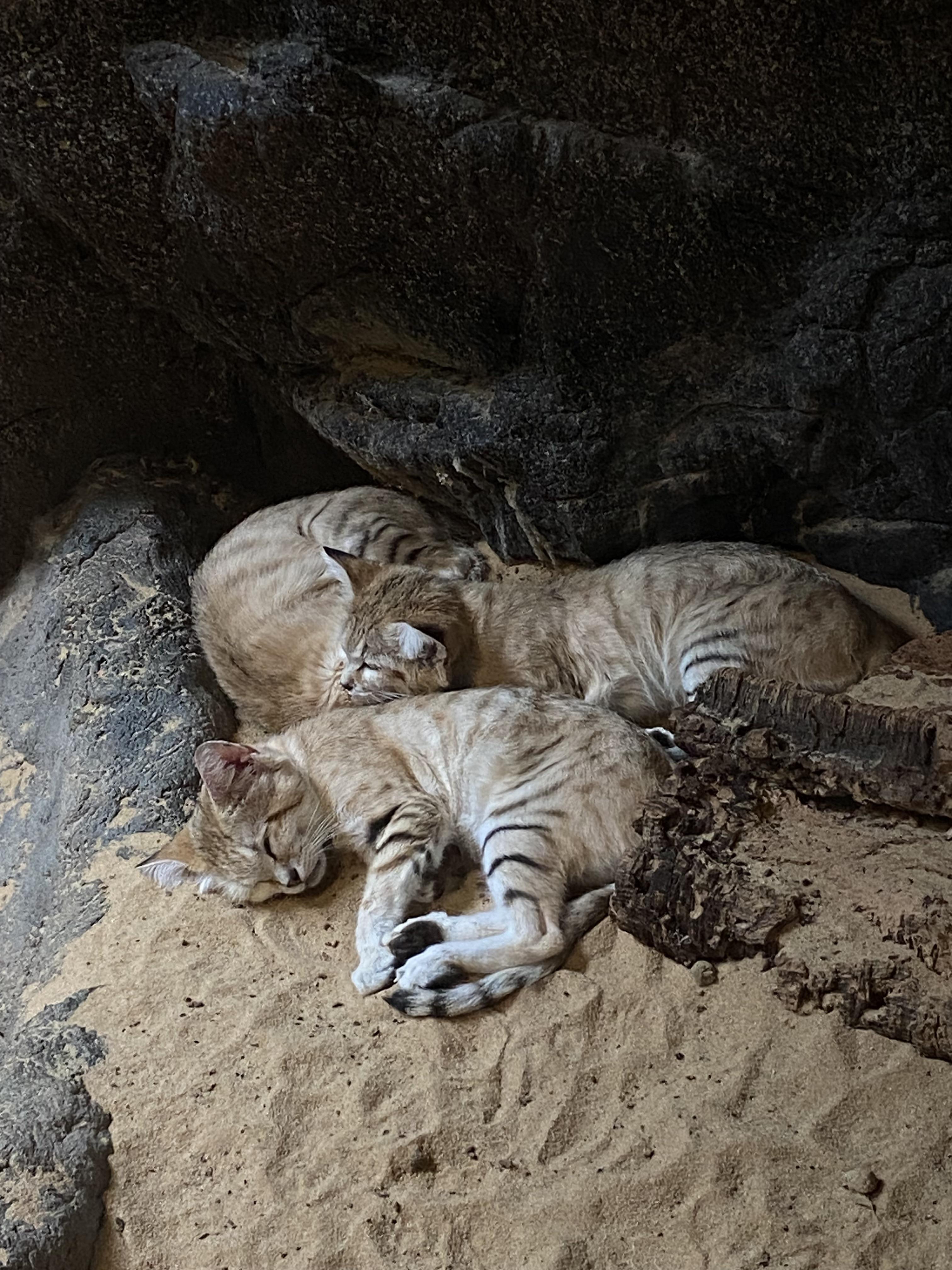 Sand cats I saw sleeping in a heart :) | Scrolller