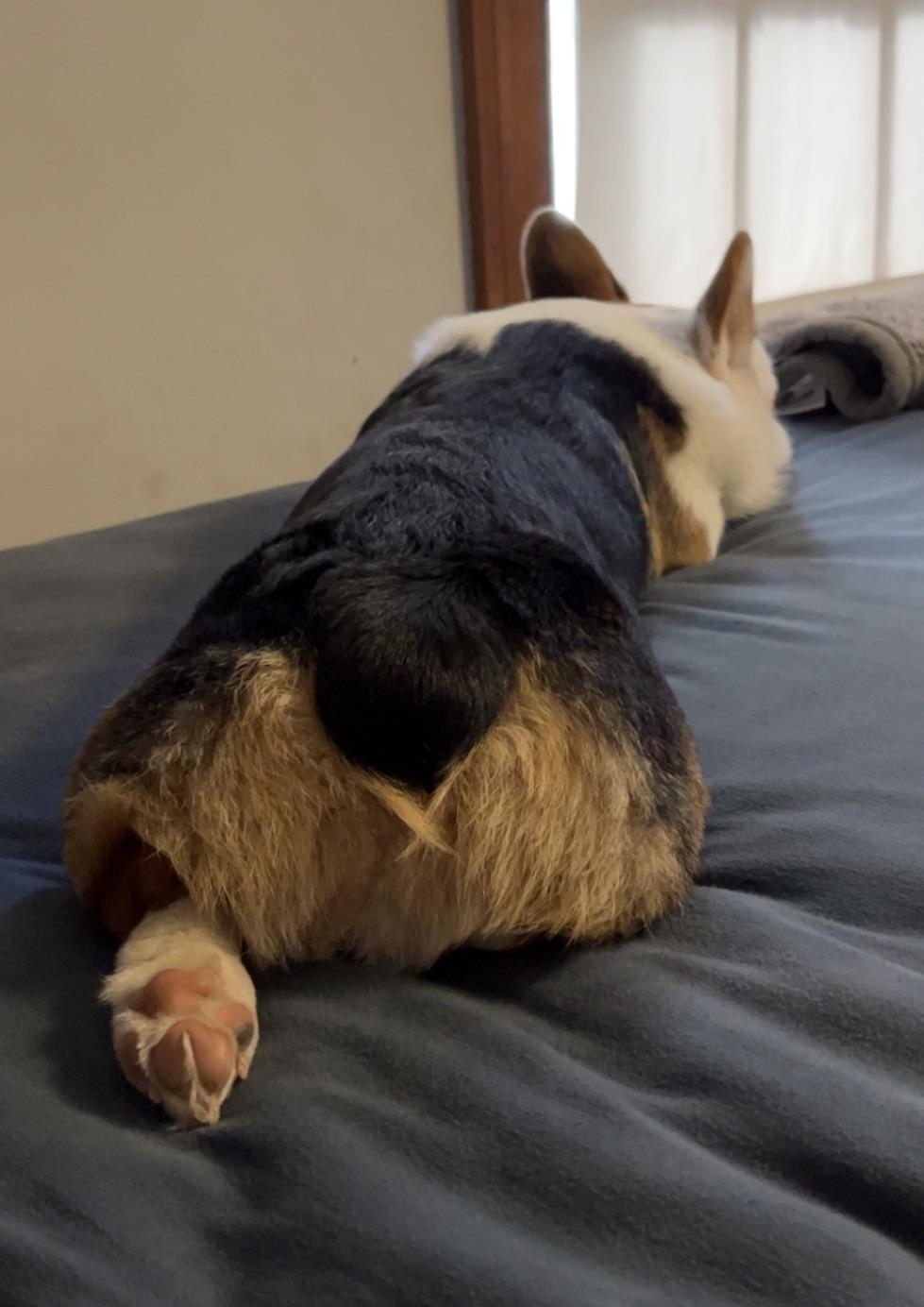 The half sploot | Scrolller