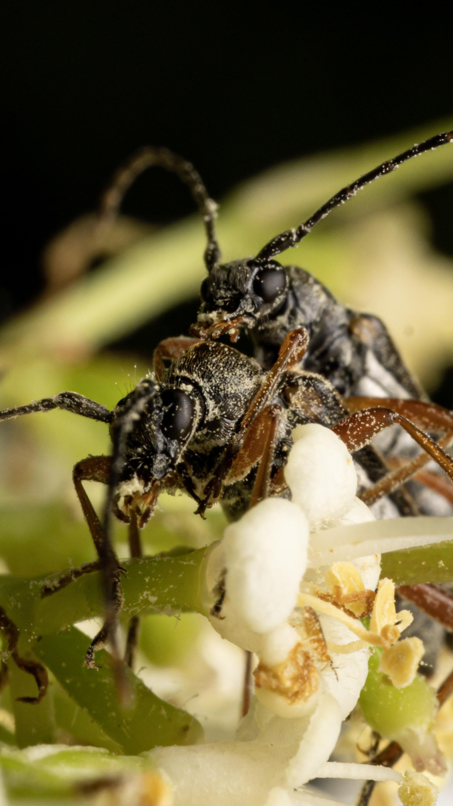 Discover more like MacroPorn: Macro bug and Related Content | Scrolller