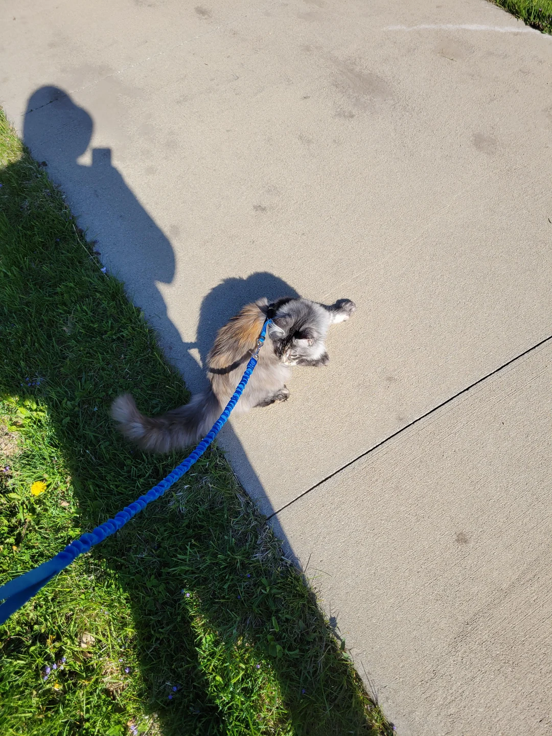 Tick/Flea options | Scrolller