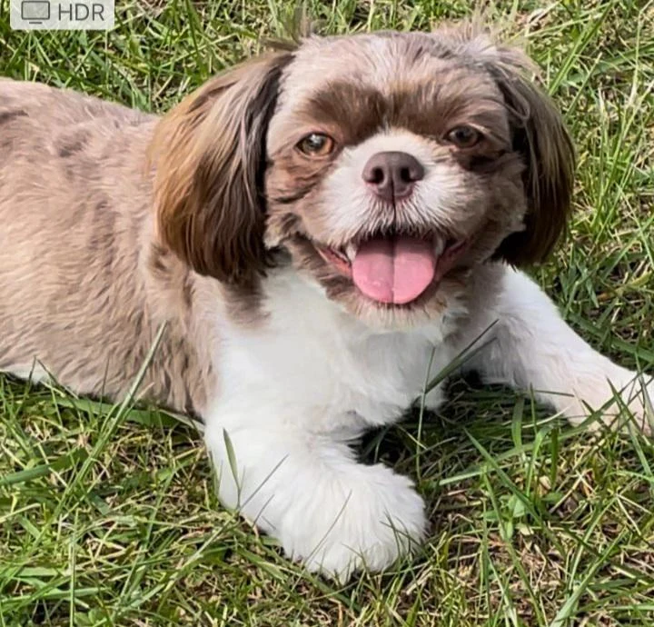 Baby Gizmo is all smiles after his first full groom | Scrolller