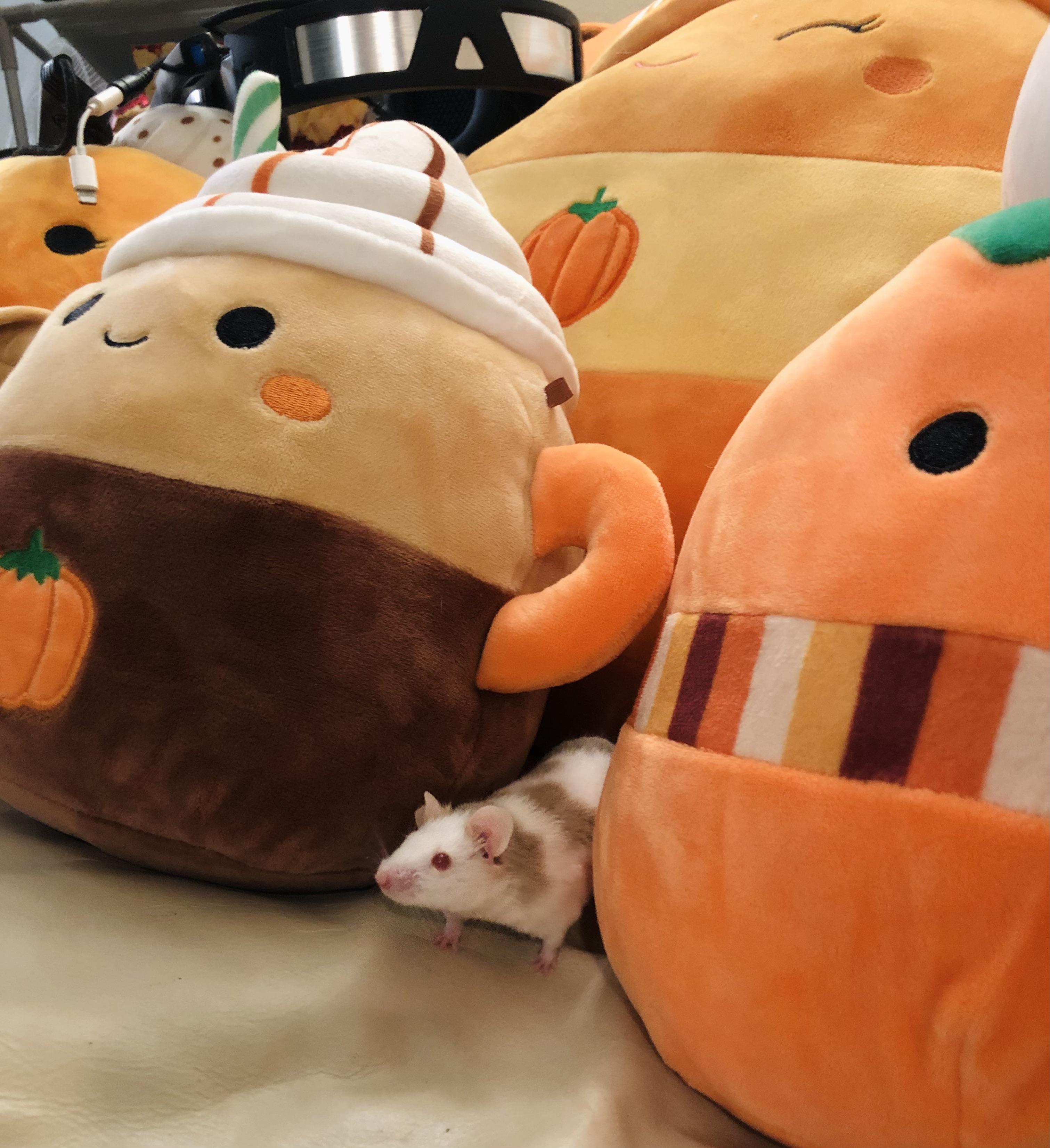 Mouse or Squishmallow? | Scrolller