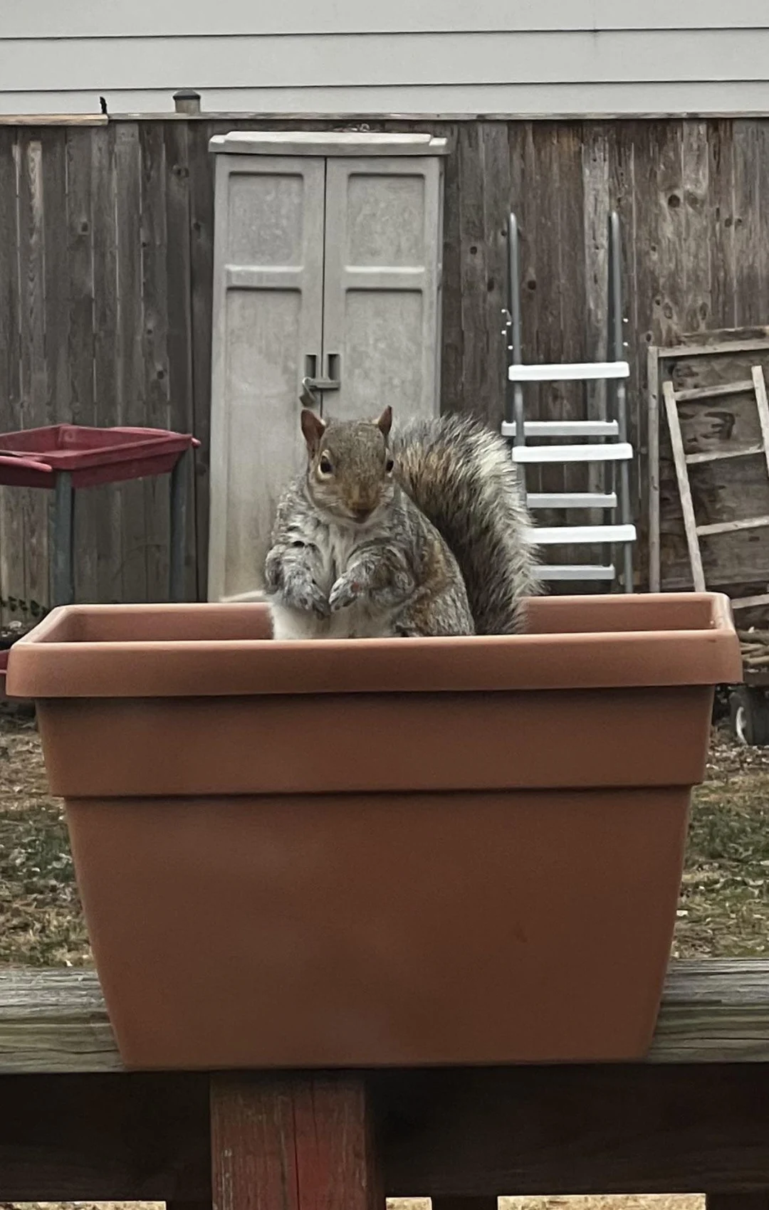 An absolute chonker | Scrolller