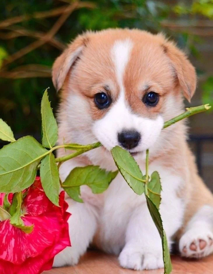 This Cute Corgi Pup 🤎🤍🖤💚 ️💙 | Scrolller