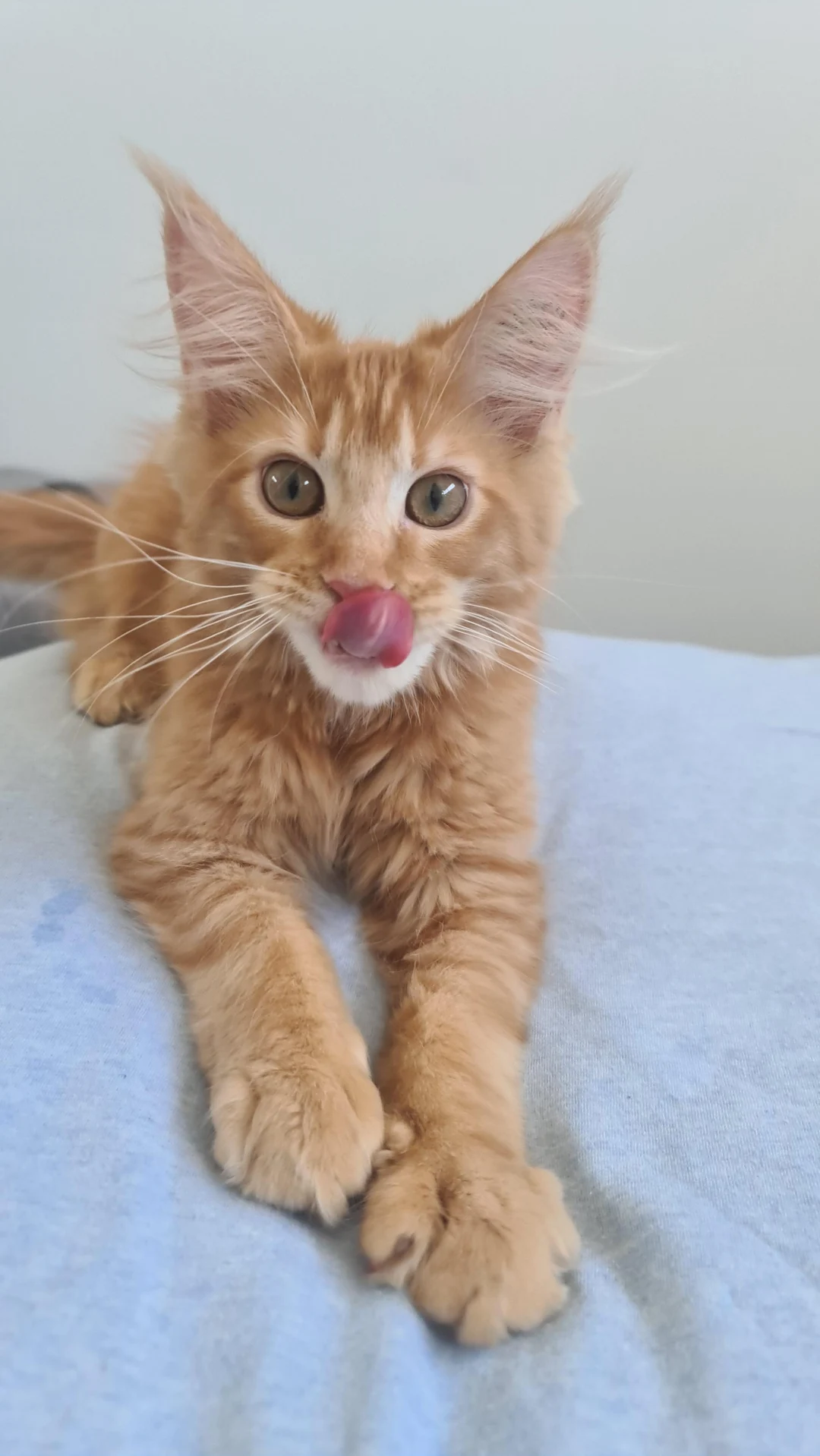 Our new boy Twistie licking his chops | Scrolller