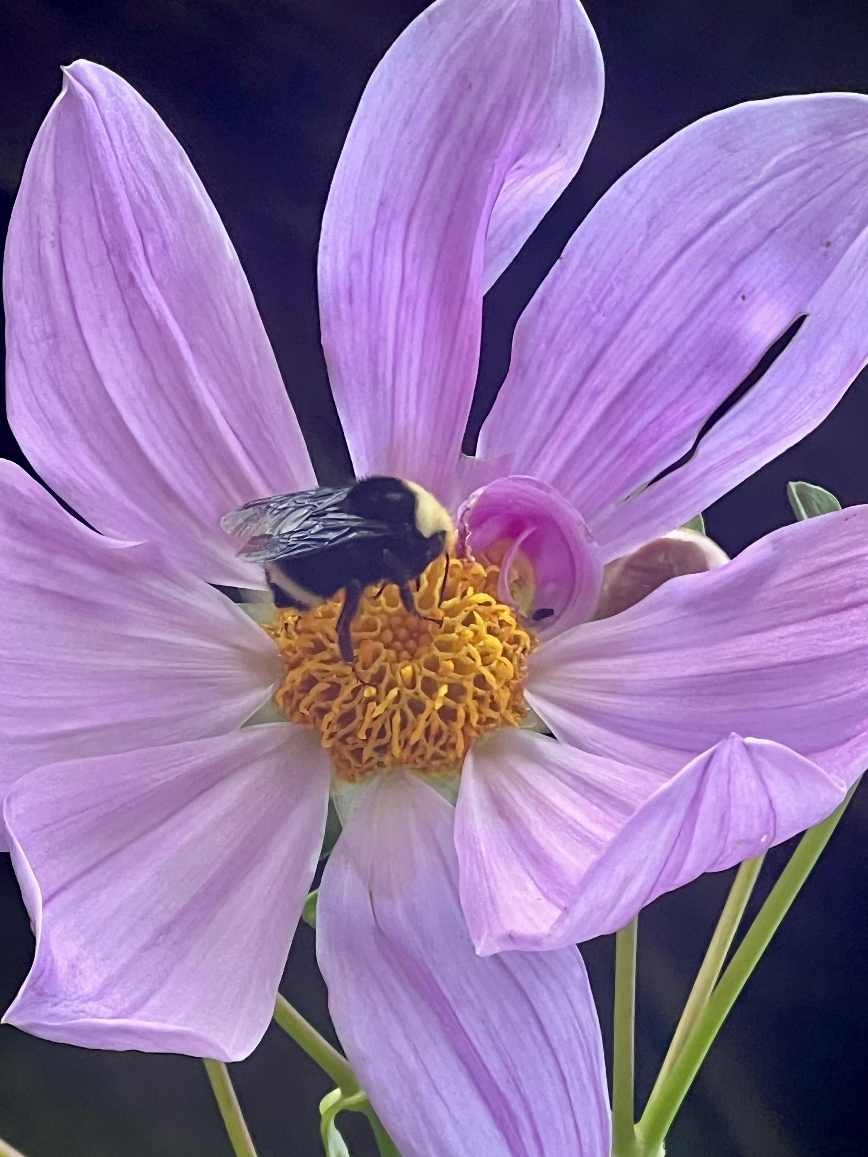 🔥🐝 Thanksgiving Pollen Feast | Scrolller