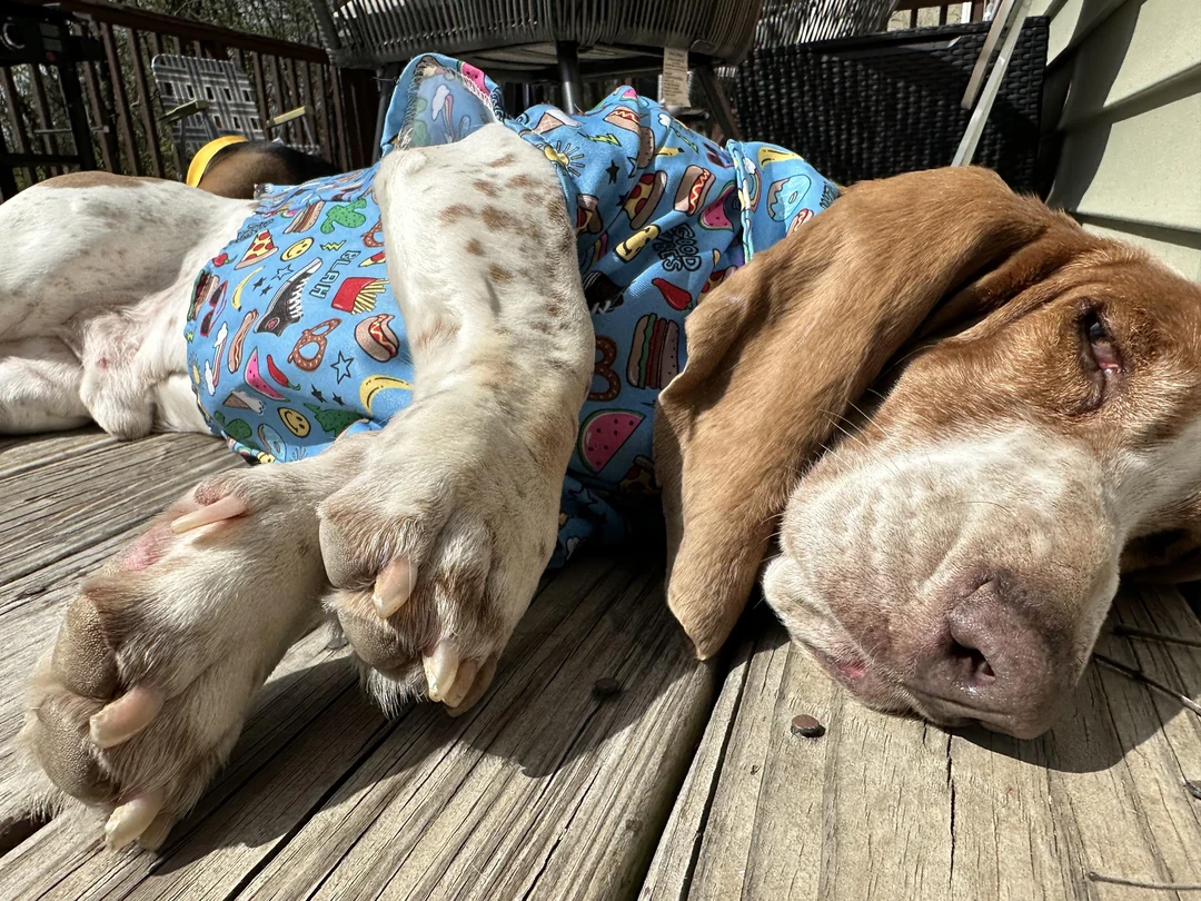 Chester is a mood | Scrolller