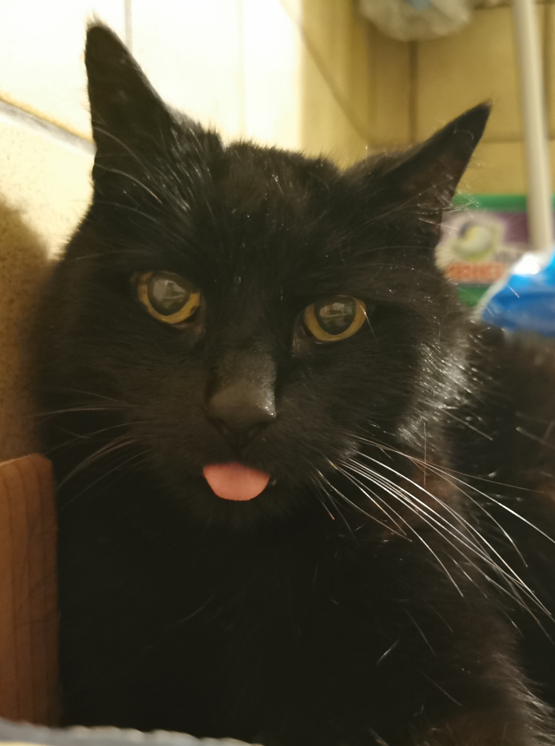 Biggest Blep he ever did so far | Scrolller