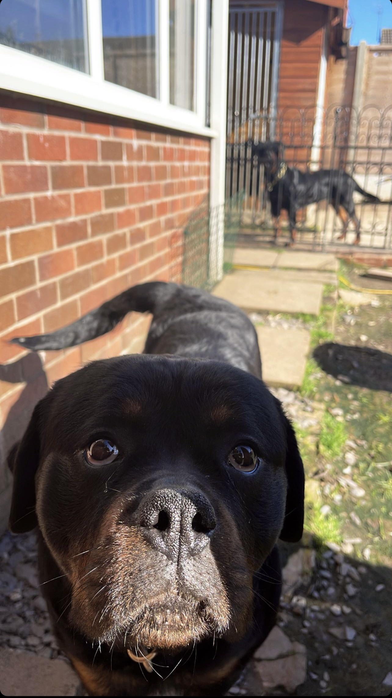 Scarlet (goofy face) and simba (in the back) | Scrolller