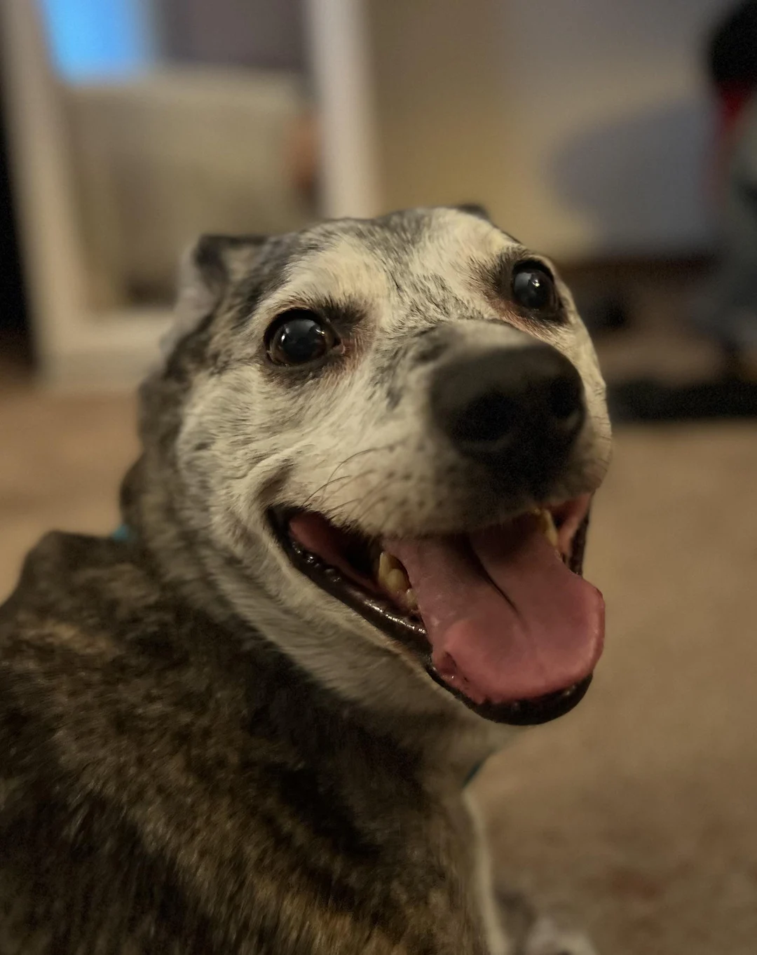 Meet Bones | Scrolller