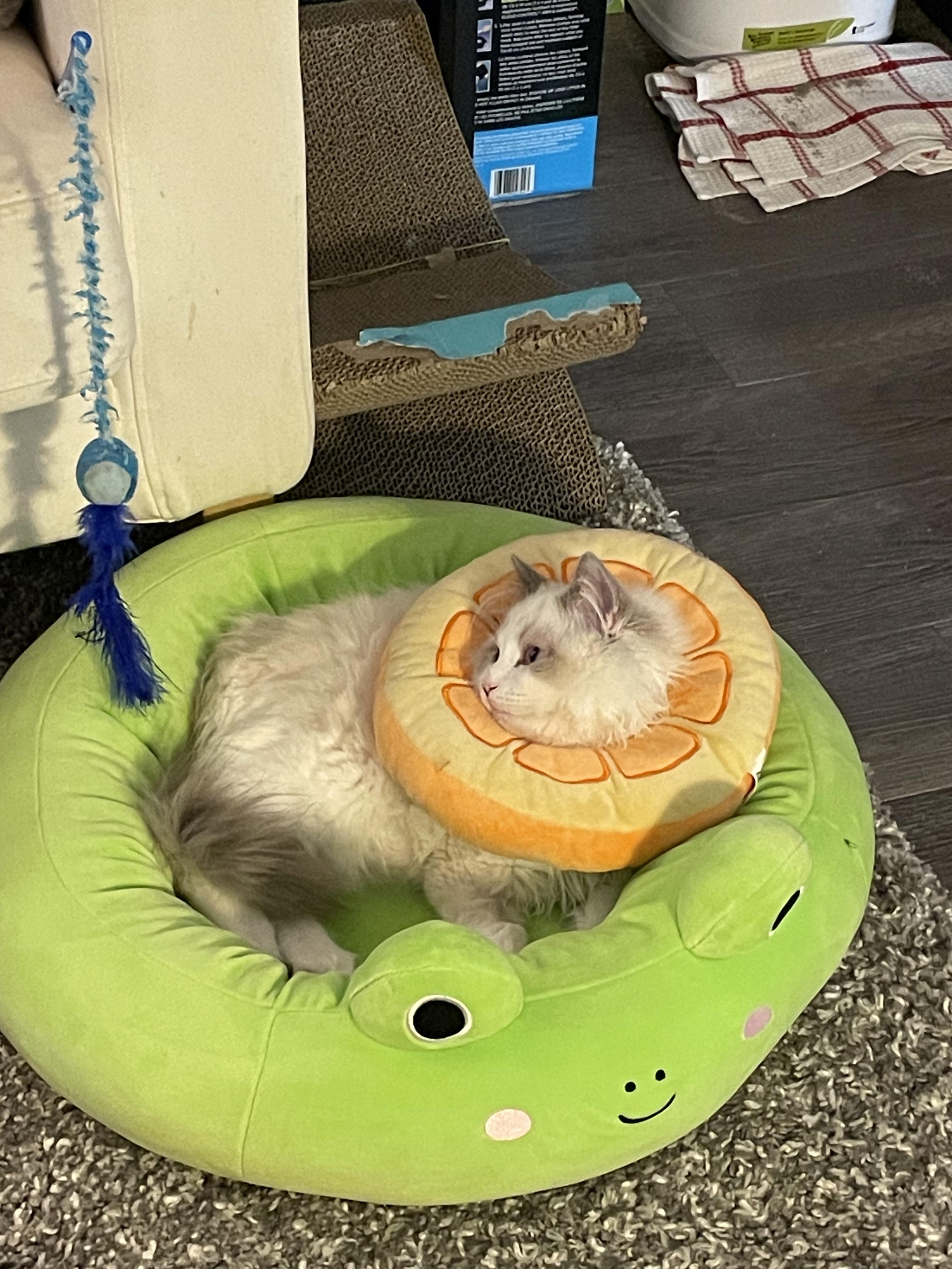 surgery recovery = renaissance painting | Scrolller