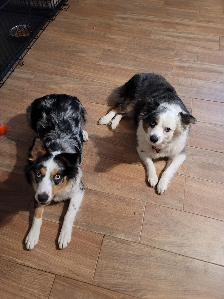Lola the Australian Goat and Mitzi the Australian Shepherd. | Scrolller