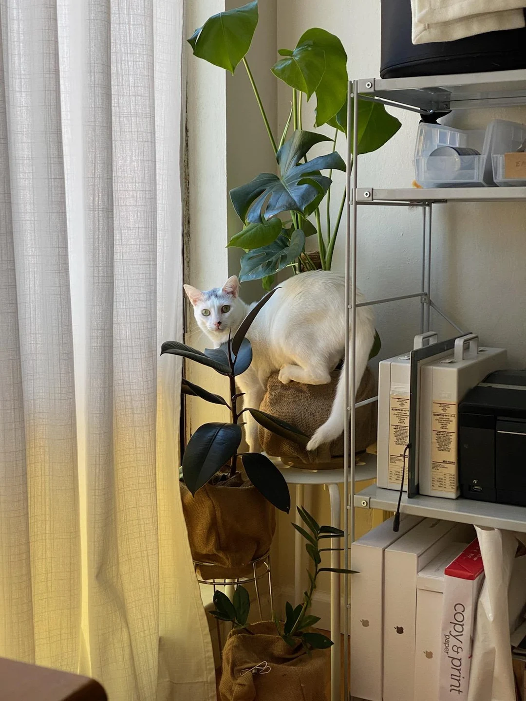 some new growth on monstera | Scrolller