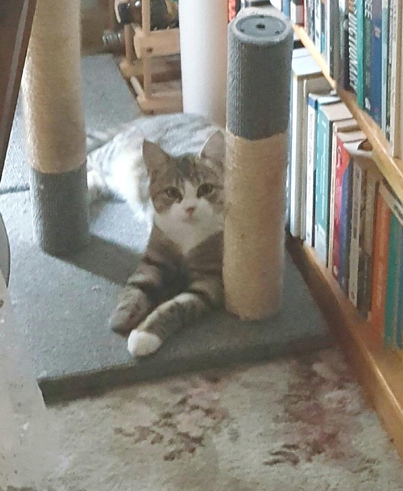 3 legged singing cat called Tiger | Scrolller