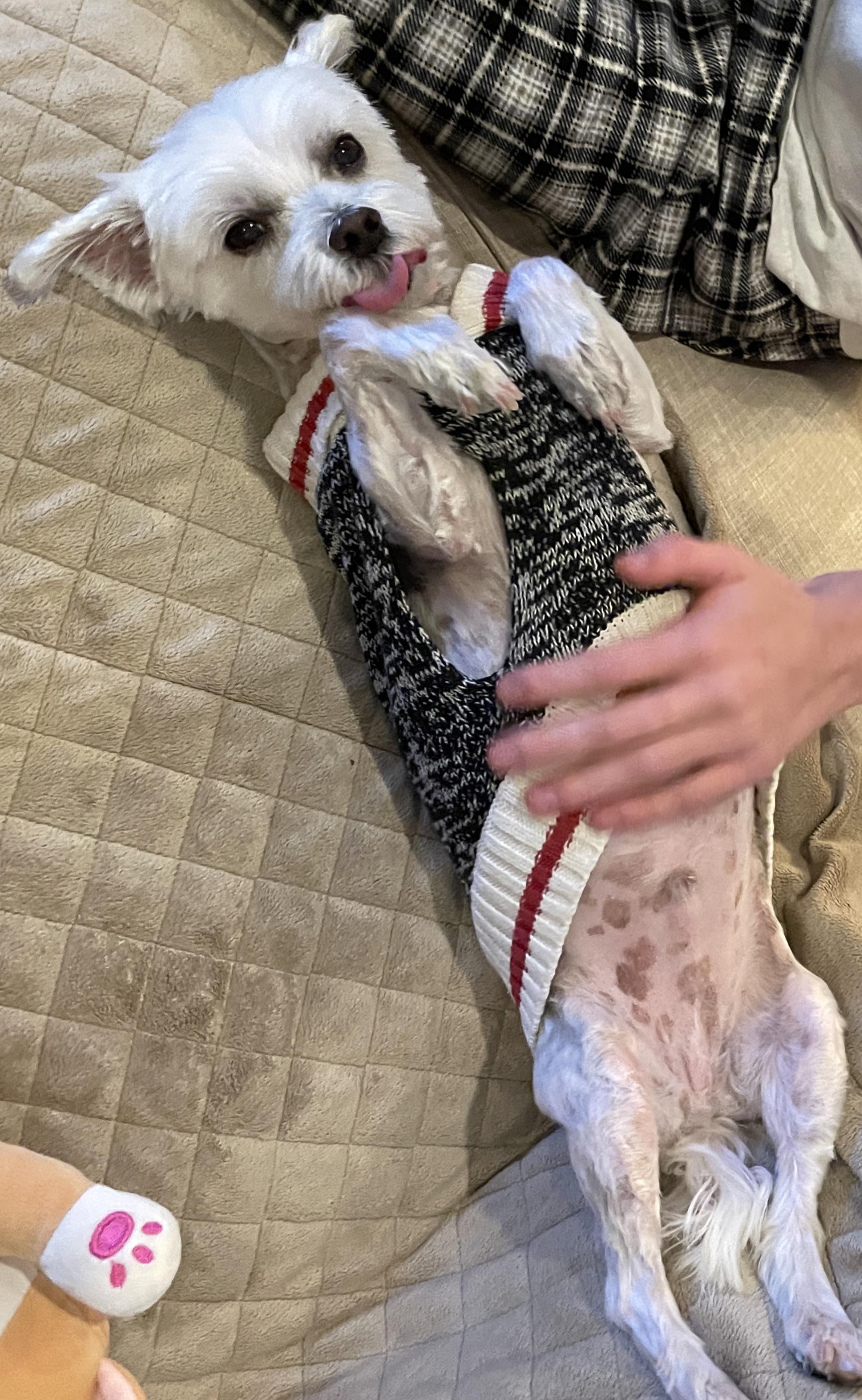 our old, long, speckled, spotted albus | Scrolller