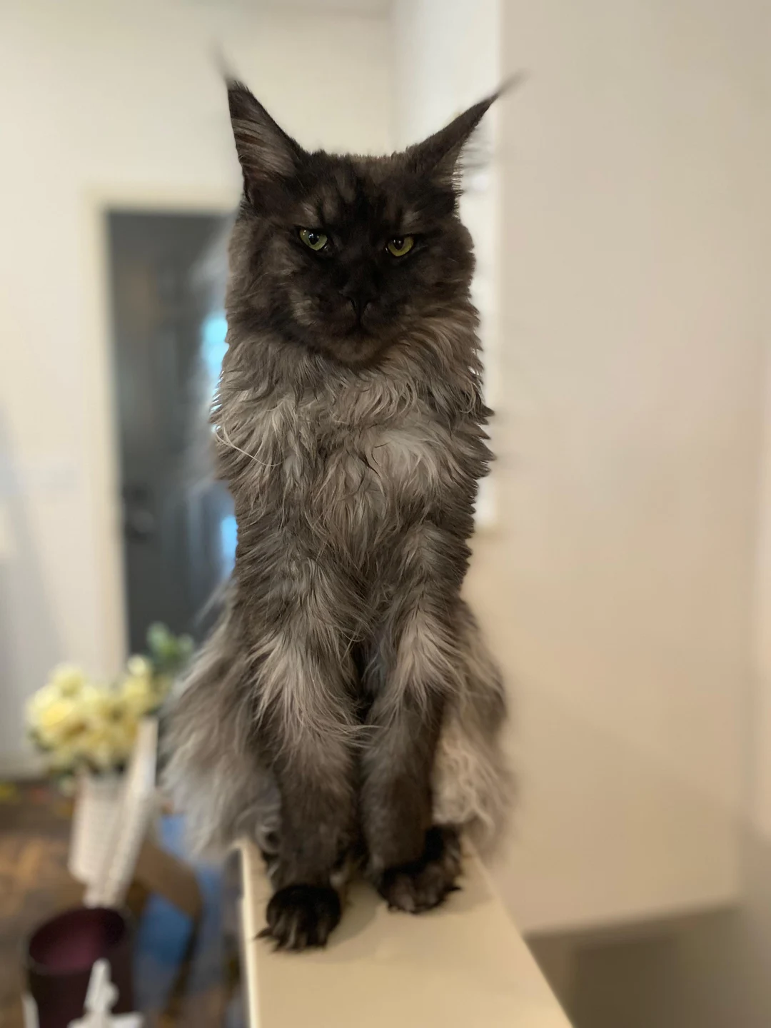 Howling at Night | Scrolller