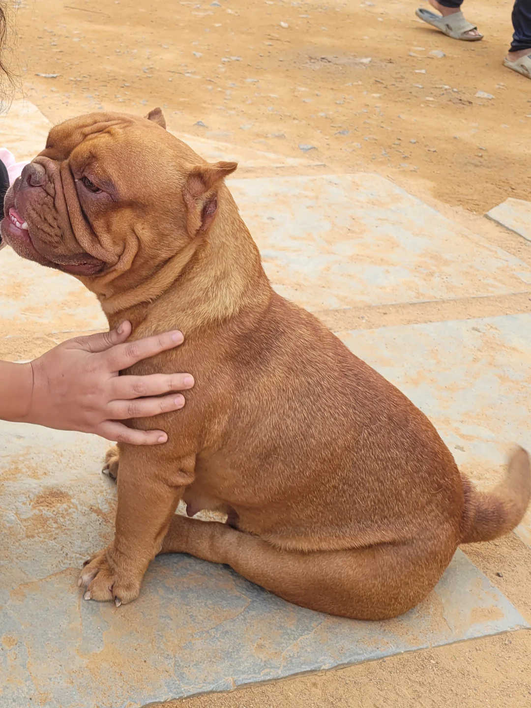 Identify the dog breed. | Scrolller