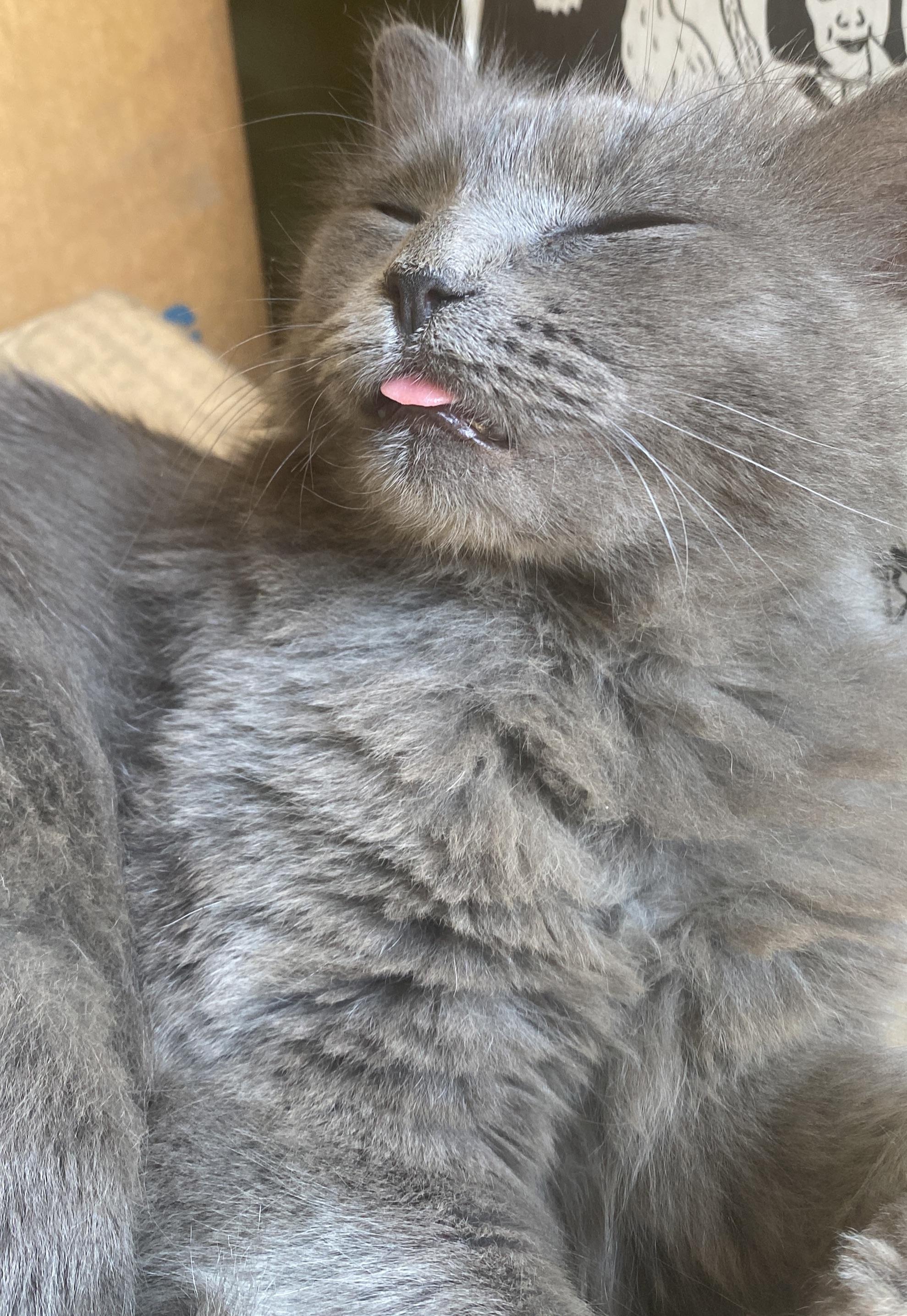 Sweet sleepy blep | Scrolller
