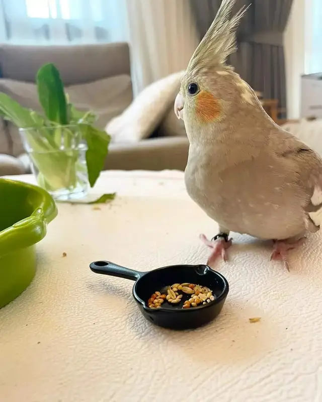 Sassy my angry bird | Scrolller