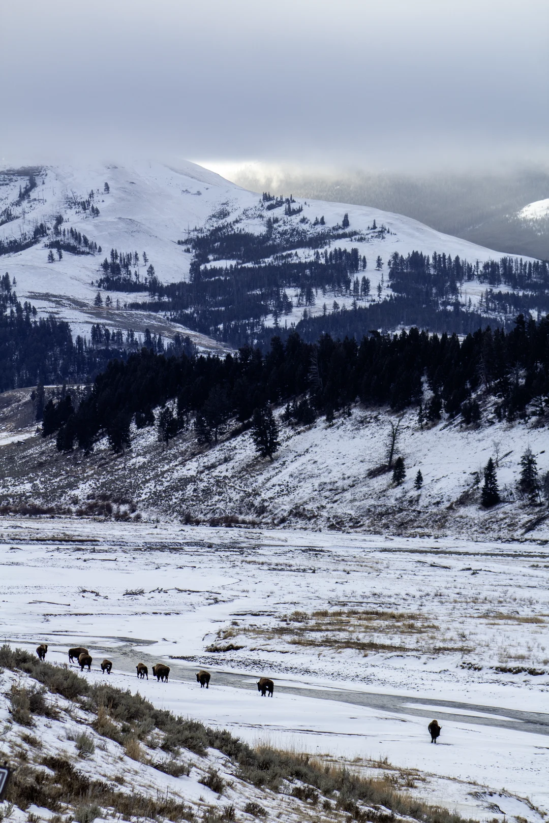 Bison in the Lamar Valley, Yellowstone | Scrolller