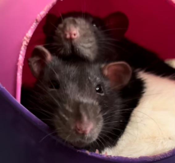 My rat chirped so loud after i fed him dark chocolate | Scrolller