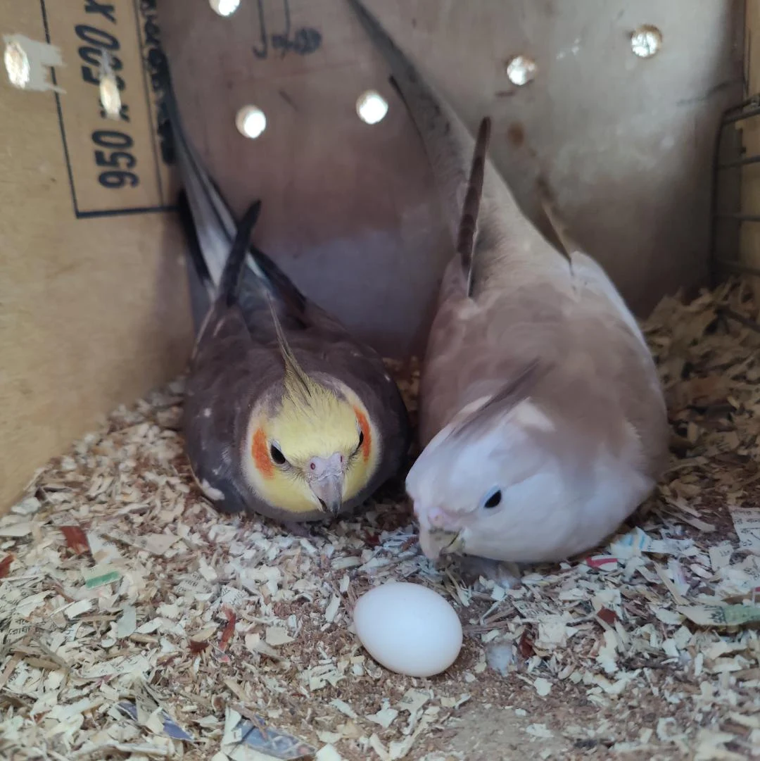 Their first egg. | Scrolller