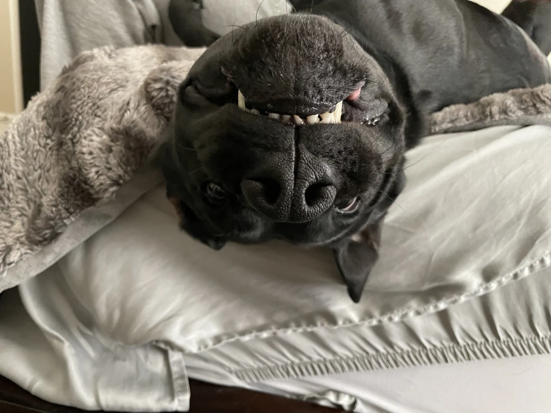 Activate begforbellyrubs.exe | Scrolller