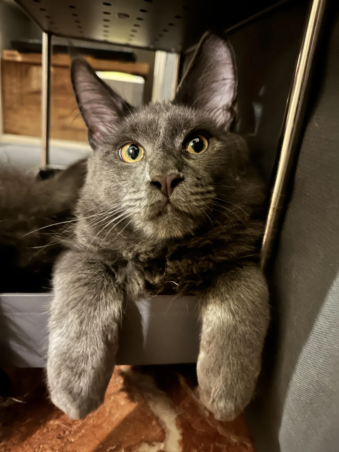 Hello Everyone This Is Shasta Scrolller