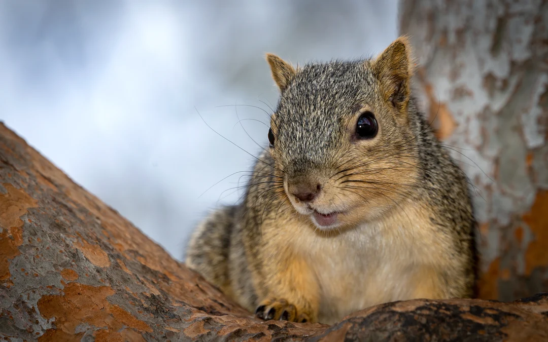 Squirrel | Scrolller