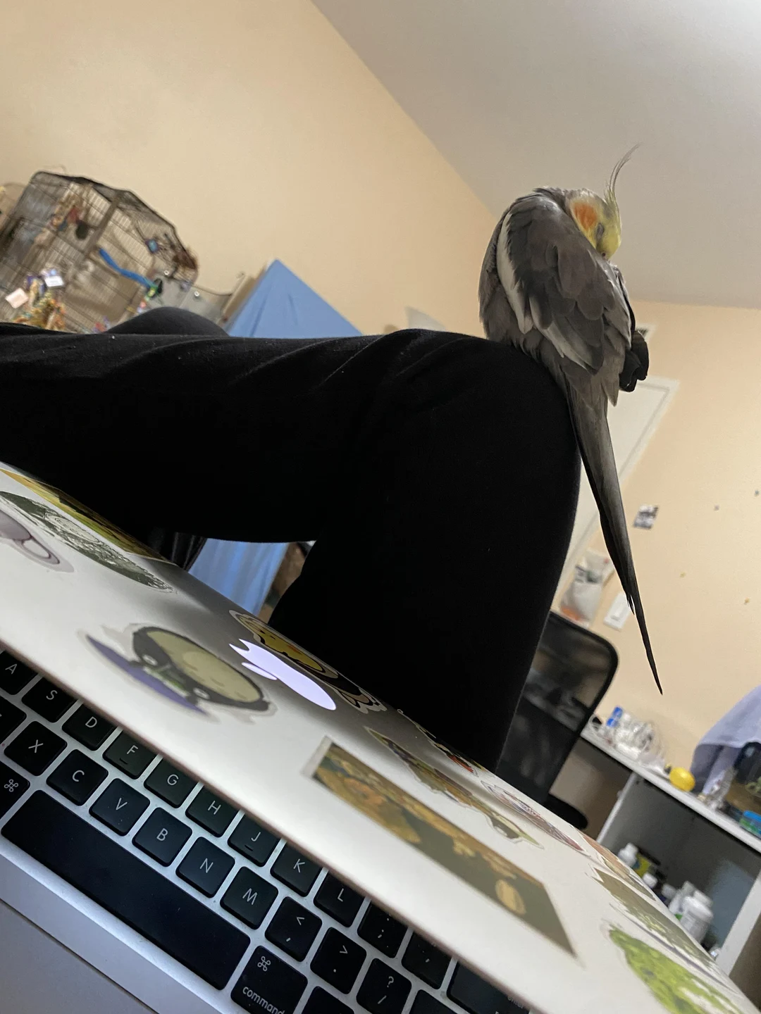 He likes to sleep on my knee for some reason. | Scrolller