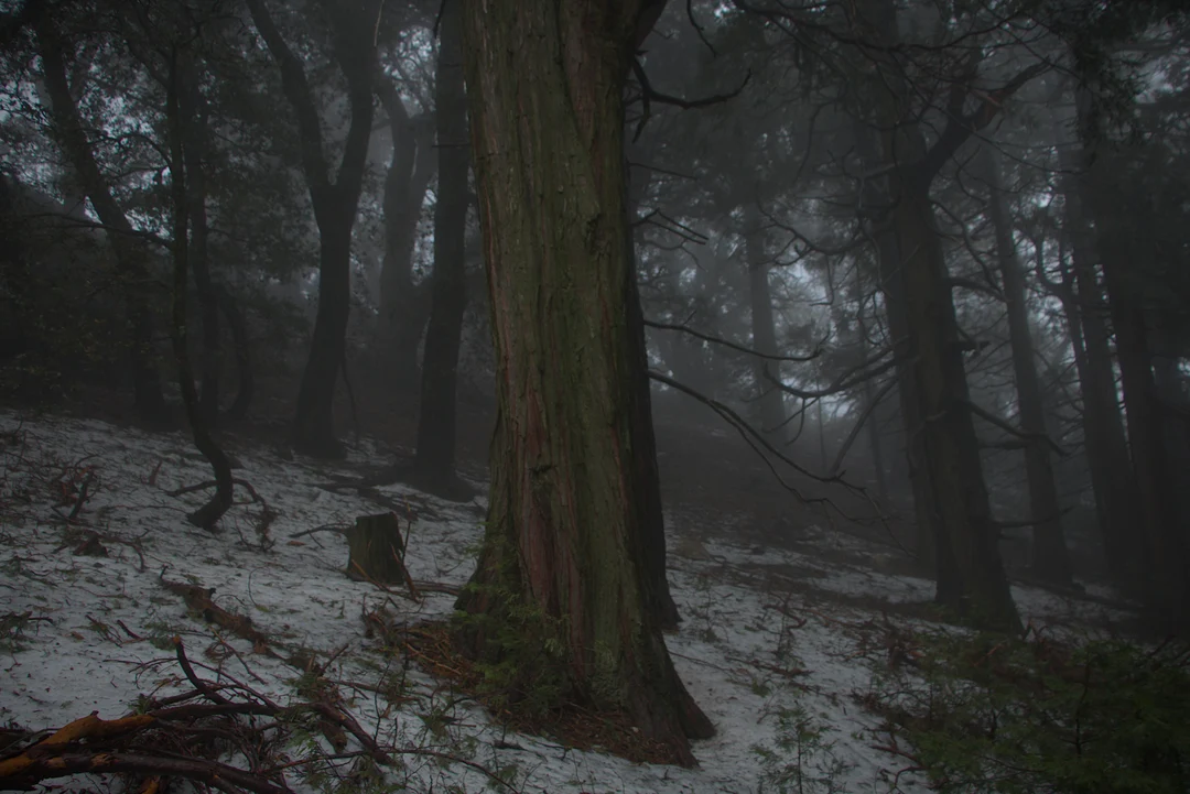 Foggy forest near Julian, CA [OC][5488x3662] | Scrolller