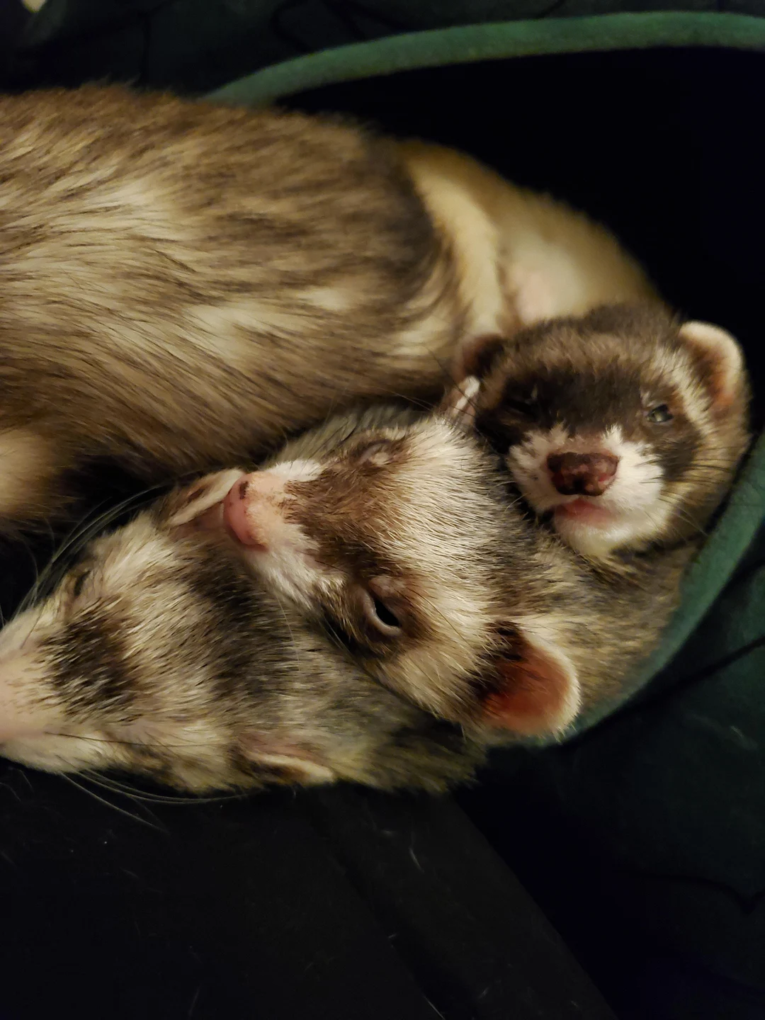 triple stack and a blep 🥺 | Scrolller