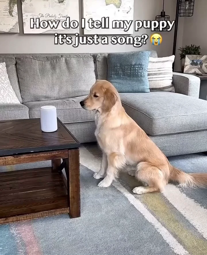 Just a doggo that’s good at listening to directions | Scrolller